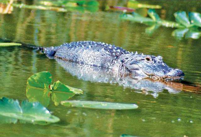 Gators thrive in coastal areas - Coastal Courier