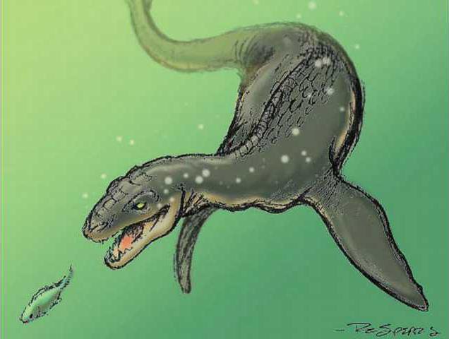 Altamaha-ha may be area's Nessie - Coastal Courier