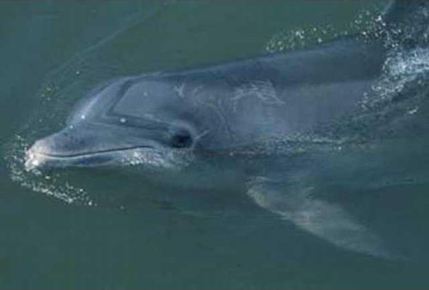 Dolphin Project marks 20 years - Coastal Courier