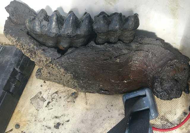 Diver finds mastodon jaw in area river - Coastal Courier