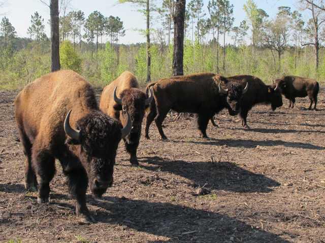 Buffalo roam in Coastal Ga. - Coastal Courier