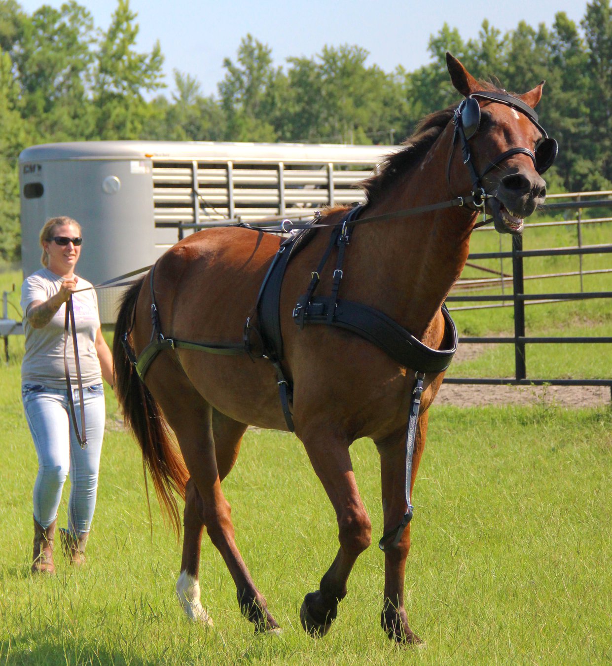 Happiness comes in large packages at Second Chances Equine Rescue ...
