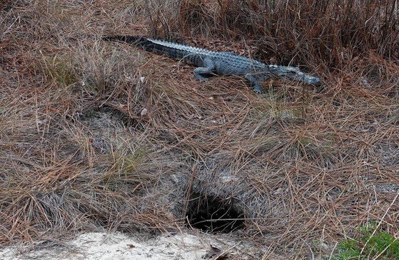 Young gator takes up residence in Tattnall gopher tortoise burrow ...