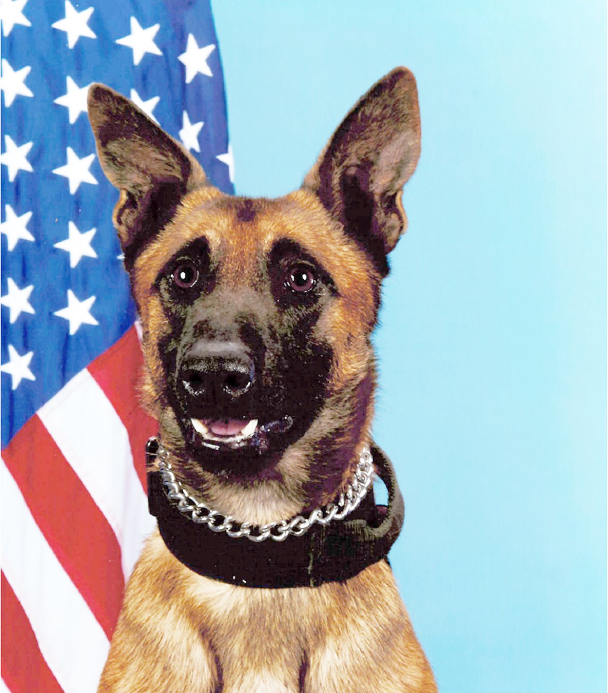 Fort Stewart K9 up for national Hero Dog Award - Coastal Courier