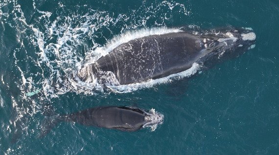 Injured right whale calf surviving - Coastal Courier