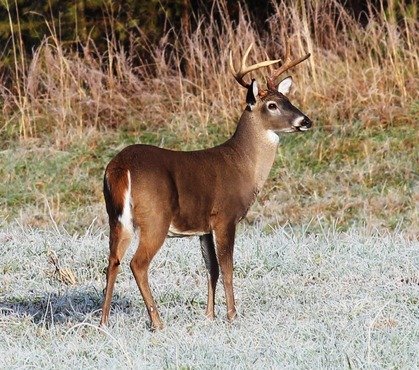 Firearms season for deer hunting to open Saturday - Coastal Courier